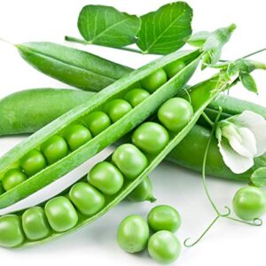 Earthcare Seeds Peas Little Marvel Sweet Dwarf Bush Pea 50 Seeds (Pisum sativum) No GMO – Open Pollinated - Heirloom