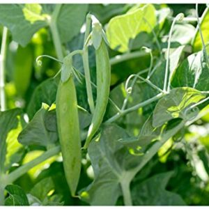 Earthcare Seeds Peas Little Marvel Sweet Dwarf Bush Pea 50 Seeds (Pisum sativum) No GMO – Open Pollinated - Heirloom