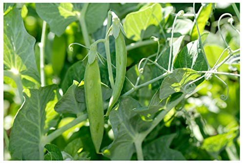 Earthcare Seeds Peas Little Marvel Sweet Dwarf Bush Pea 50 Seeds (Pisum sativum) No GMO – Open Pollinated - Heirloom