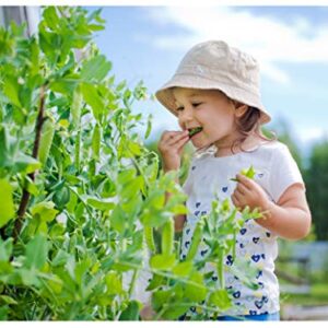 Earthcare Seeds Peas Little Marvel Sweet Dwarf Bush Pea 50 Seeds (Pisum sativum) No GMO – Open Pollinated - Heirloom