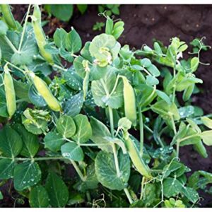 Earthcare Seeds Peas Little Marvel Sweet Dwarf Bush Pea 50 Seeds (Pisum sativum) No GMO – Open Pollinated - Heirloom