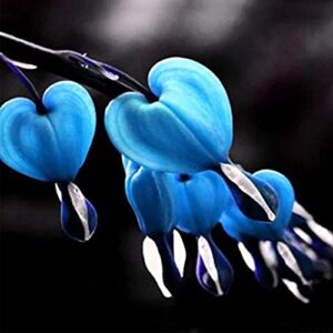 qauzuy garden 25 rare blue bleeding heart seeds shade flower seeds for planting garden outdoor perennial striking ornamental plant low-maintenance