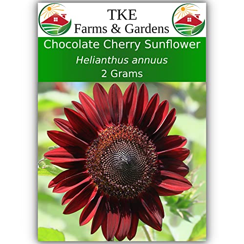 TKE Farms - Chocolate Cherry Sunflower Seeds for Planting, 2 Grams Approx. 50 Seeds, Helianthus annuus (1)