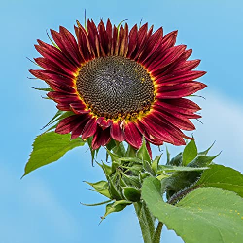 TKE Farms - Chocolate Cherry Sunflower Seeds for Planting, 2 Grams Approx. 50 Seeds, Helianthus annuus (1)