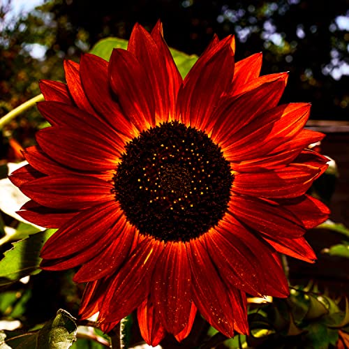 TKE Farms - Chocolate Cherry Sunflower Seeds for Planting, 2 Grams Approx. 50 Seeds, Helianthus annuus (1)