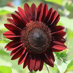 TKE Farms - Chocolate Cherry Sunflower Seeds for Planting, 2 Grams Approx. 50 Seeds, Helianthus annuus (1)