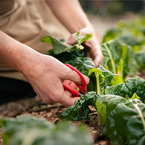 Seeds N Such 2380 Hand Selected Garden Salad Mix Seeds | Includes 5 Individually Packaged Seed Packs - Cherry Tomato, Kale, Black Seeded Simpson, Red Salad Bowl & Spinach | Untreated & Non-GMO