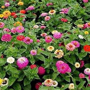 david’s garden seeds flower zinnia mixed colors pumila cut & come again fba-00026 (multi) 200 non-gmo, heirloom seeds