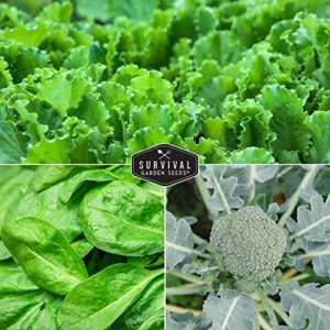 Survival Garden Seeds Cool Weather Collection Seed Vault - Spinach, Kale, Cilantro, Broccoli, and Leaf Lettuce - Non-GMO Heirloom Varieties for Indoor & Outdoor Planting - Homestead Necessities