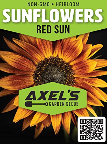 Sunflower Seeds for Planting - Grow Unique Sun Flowers in Your Garden - 25 Non GMO Heirloom Seeds - Full Planting Instructions for Easy to Grow Red Sun Sunflowers - Great Gardening Gifts (1 Packet)