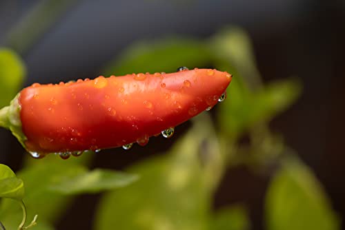 Hungarian Sweet Wax Pepper Seeds, 100+ Heirloom Seeds Per Packet, (Isla's Garden Seeds), Non GMO Seeds, Botanical Name: Capsicum annuum