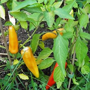 Hungarian Sweet Wax Pepper Seeds, 100+ Heirloom Seeds Per Packet, (Isla's Garden Seeds), Non GMO Seeds, Botanical Name: Capsicum annuum