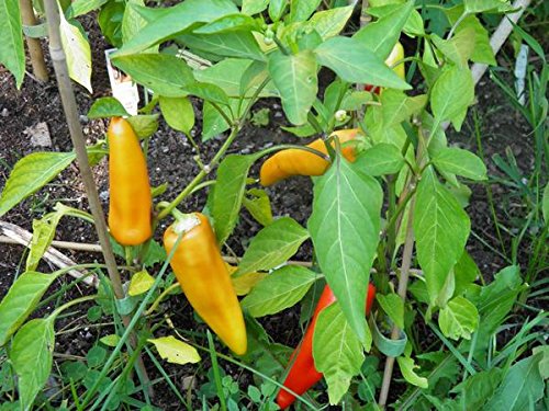 Hungarian Sweet Wax Pepper Seeds, 100+ Heirloom Seeds Per Packet, (Isla's Garden Seeds), Non GMO Seeds, Botanical Name: Capsicum annuum