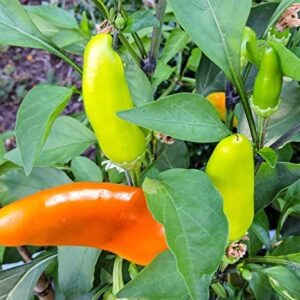 Hungarian Sweet Wax Pepper Seeds, 100+ Heirloom Seeds Per Packet, (Isla's Garden Seeds), Non GMO Seeds, Botanical Name: Capsicum annuum