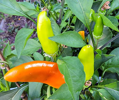 Hungarian Sweet Wax Pepper Seeds, 100+ Heirloom Seeds Per Packet, (Isla's Garden Seeds), Non GMO Seeds, Botanical Name: Capsicum annuum