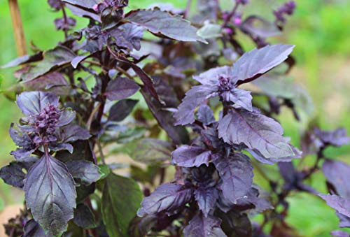 Sow Right Seeds - Opal Basil Seed for Planting - 500 Non-GMO Heirloom Seeds - Full Instructions for Easy Planting and Growing a Kitchen Herb Garden, Indoors or Outdoor; Great Gardening Gift (1)