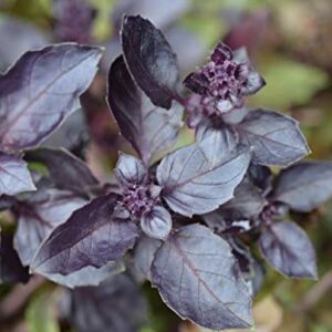 Sow Right Seeds - Opal Basil Seed for Planting - 500 Non-GMO Heirloom Seeds - Full Instructions for Easy Planting and Growing a Kitchen Herb Garden, Indoors or Outdoor; Great Gardening Gift (1)