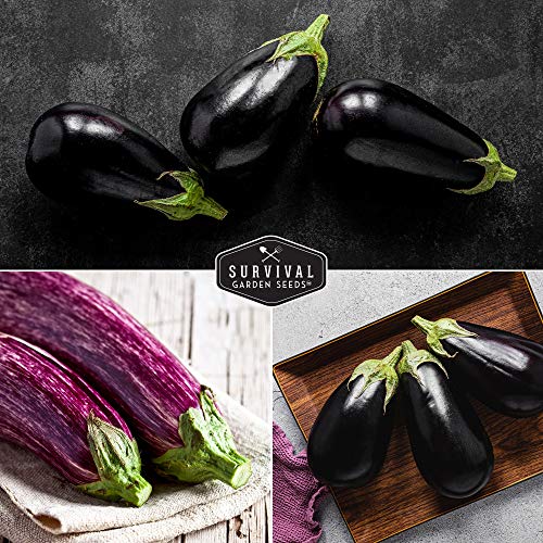 Survival Garden Seeds Eggplant Collection Seed Vault - Long Purple Italian Eggplant and Black Beauty Bell Shaped Eggplant for Your Homestead or Vegetable Garden - Non-GMO Heirloom Seeds for Planting