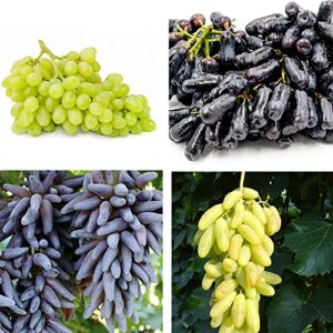 qauzuy garden 50 witch finger grape seeds tear drop grapes, sweet sapphire grapes – premium non-gmo seeds – high yield & sweet & tasty – easy to grow