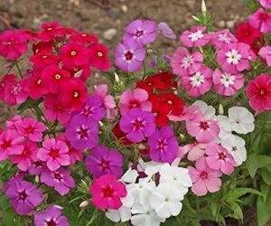 david’s garden seeds flower phlox annual mixed color (multi) 200 non-gmo, heirloom seeds