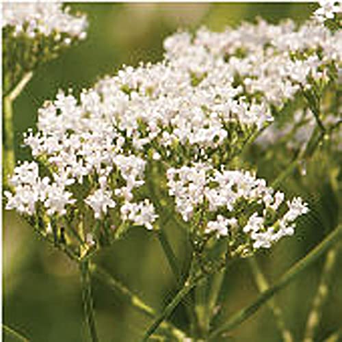 Valerian Seeds (20+ Seeds) | Non GMO | Vegetable Fruit Herb Flower Seeds for Planting | Home Garden Greenhouse Pack