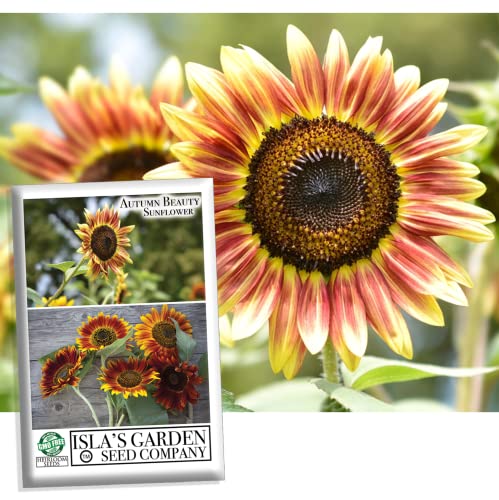 "Autumn Beauty" Sunflower Seeds for Planting, 150+ Flower Seeds Per Packet, (Isla's Garden Seeds), Non GMO Seeds, Scientific Name: Helianthus annus, Great Home Garden Gift