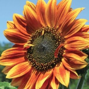 "Autumn Beauty" Sunflower Seeds for Planting, 150+ Flower Seeds Per Packet, (Isla's Garden Seeds), Non GMO Seeds, Scientific Name: Helianthus annus, Great Home Garden Gift