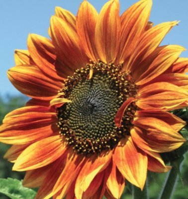 "Autumn Beauty" Sunflower Seeds for Planting, 150+ Flower Seeds Per Packet, (Isla's Garden Seeds), Non GMO Seeds, Scientific Name: Helianthus annus, Great Home Garden Gift