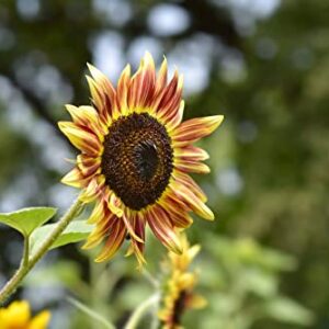 "Autumn Beauty" Sunflower Seeds for Planting, 150+ Flower Seeds Per Packet, (Isla's Garden Seeds), Non GMO Seeds, Scientific Name: Helianthus annus, Great Home Garden Gift