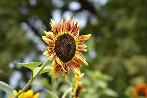 "Autumn Beauty" Sunflower Seeds for Planting, 150+ Flower Seeds Per Packet, (Isla's Garden Seeds), Non GMO Seeds, Scientific Name: Helianthus annus, Great Home Garden Gift