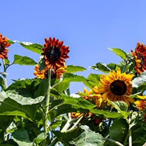 "Autumn Beauty" Sunflower Seeds for Planting, 150+ Flower Seeds Per Packet, (Isla's Garden Seeds), Non GMO Seeds, Scientific Name: Helianthus annus, Great Home Garden Gift