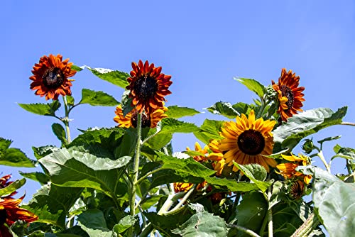 "Autumn Beauty" Sunflower Seeds for Planting, 150+ Flower Seeds Per Packet, (Isla's Garden Seeds), Non GMO Seeds, Scientific Name: Helianthus annus, Great Home Garden Gift