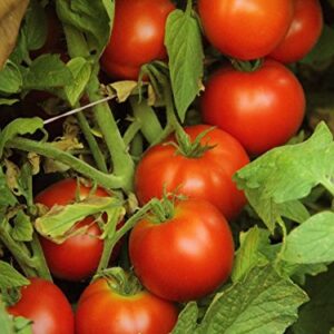 "Early Girl" Tomato Seeds for Planting, 25+ Seeds Per Packet, (Isla's Garden Seeds), Non GMO Seeds, Botanical Name: Solanum lycopersicum, 90% Germination Rate, Great Home Garden Gift