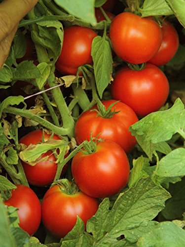 "Early Girl" Tomato Seeds for Planting, 25+ Seeds Per Packet, (Isla's Garden Seeds), Non GMO Seeds, Botanical Name: Solanum lycopersicum, 90% Germination Rate, Great Home Garden Gift