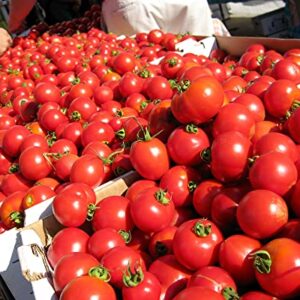 "Early Girl" Tomato Seeds for Planting, 25+ Seeds Per Packet, (Isla's Garden Seeds), Non GMO Seeds, Botanical Name: Solanum lycopersicum, 90% Germination Rate, Great Home Garden Gift