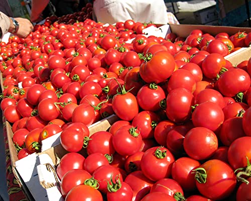 "Early Girl" Tomato Seeds for Planting, 25+ Seeds Per Packet, (Isla's Garden Seeds), Non GMO Seeds, Botanical Name: Solanum lycopersicum, 90% Germination Rate, Great Home Garden Gift