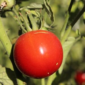 "Early Girl" Tomato Seeds for Planting, 25+ Seeds Per Packet, (Isla's Garden Seeds), Non GMO Seeds, Botanical Name: Solanum lycopersicum, 90% Germination Rate, Great Home Garden Gift