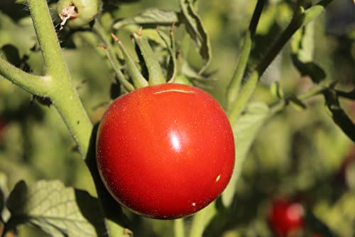 "Early Girl" Tomato Seeds for Planting, 25+ Seeds Per Packet, (Isla's Garden Seeds), Non GMO Seeds, Botanical Name: Solanum lycopersicum, 90% Germination Rate, Great Home Garden Gift