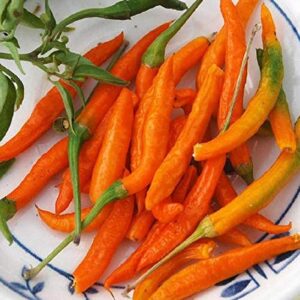 david’s garden seeds pepper cayenne orange 7383 (orange) 25 non-gmo, heirloom seeds