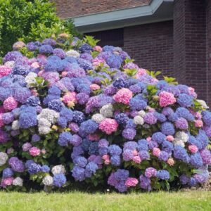 chuxay garden mixed hydrangea macrophylla-bigleaf hydrangea,french hydrangea,lacecap hydrangea,mophead hydrangea,penny mac,hortensia 10 seeds privacy screen plant