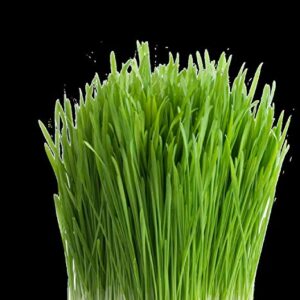 Nature Jims Sprouts Wheatgrass Seeds - 100% Organic Wheat Grass Seed for Sprouting - Cat Grass Planter Seeds, Rich in Vitamins, Fiber and Minerals - Non-GMO, Healthy Wheatgrass Sprout Growing Seed