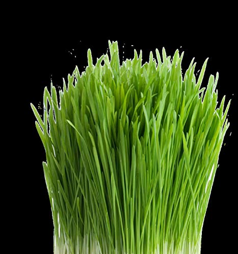 Nature Jims Sprouts Wheatgrass Seeds - 100% Organic Wheat Grass Seed for Sprouting - Cat Grass Planter Seeds, Rich in Vitamins, Fiber and Minerals - Non-GMO, Healthy Wheatgrass Sprout Growing Seed