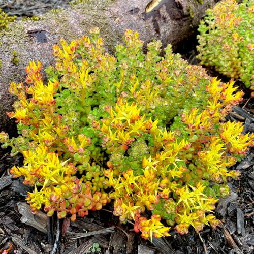 CHUXAY GARDEN 200 Seeds Sedum Oreganum Seeds,Oregon Stonecrop,Sedum Obtusatum Heirloom Succulent Livestone Plant Attract Butterflies and Bees Low-Maintenance Assorted Collection