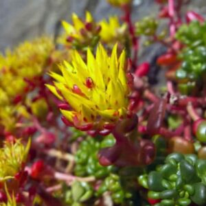 CHUXAY GARDEN 200 Seeds Sedum Oreganum Seeds,Oregon Stonecrop,Sedum Obtusatum Heirloom Succulent Livestone Plant Attract Butterflies and Bees Low-Maintenance Assorted Collection