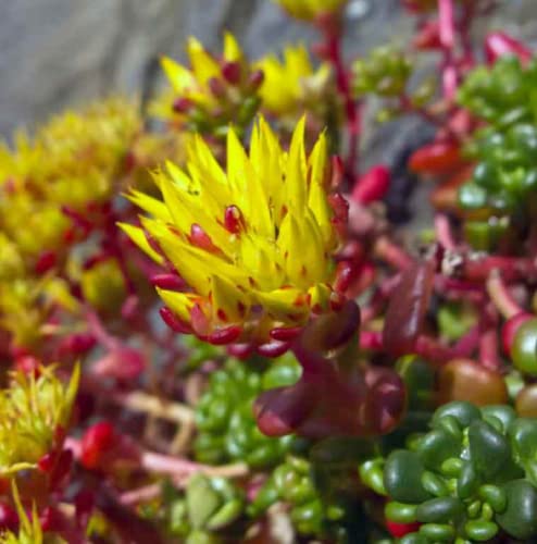 CHUXAY GARDEN 200 Seeds Sedum Oreganum Seeds,Oregon Stonecrop,Sedum Obtusatum Heirloom Succulent Livestone Plant Attract Butterflies and Bees Low-Maintenance Assorted Collection