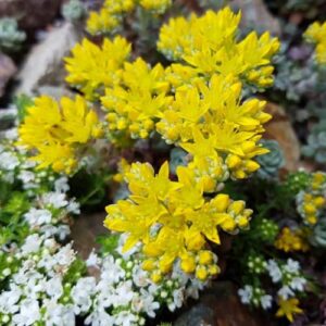 CHUXAY GARDEN 200 Seeds Sedum Oreganum Seeds,Oregon Stonecrop,Sedum Obtusatum Heirloom Succulent Livestone Plant Attract Butterflies and Bees Low-Maintenance Assorted Collection