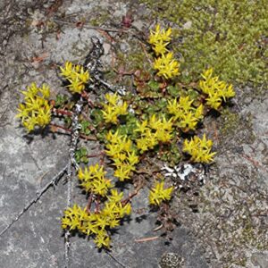 CHUXAY GARDEN 200 Seeds Sedum Oreganum Seeds,Oregon Stonecrop,Sedum Obtusatum Heirloom Succulent Livestone Plant Attract Butterflies and Bees Low-Maintenance Assorted Collection