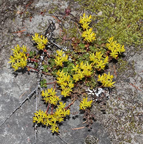 CHUXAY GARDEN 200 Seeds Sedum Oreganum Seeds,Oregon Stonecrop,Sedum Obtusatum Heirloom Succulent Livestone Plant Attract Butterflies and Bees Low-Maintenance Assorted Collection