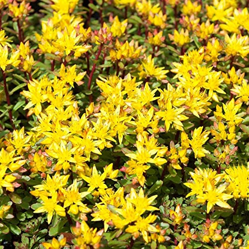 CHUXAY GARDEN 200 Seeds Sedum Oreganum Seeds,Oregon Stonecrop,Sedum Obtusatum Heirloom Succulent Livestone Plant Attract Butterflies and Bees Low-Maintenance Assorted Collection