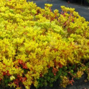 CHUXAY GARDEN 200 Seeds Sedum Oreganum Seeds,Oregon Stonecrop,Sedum Obtusatum Heirloom Succulent Livestone Plant Attract Butterflies and Bees Low-Maintenance Assorted Collection